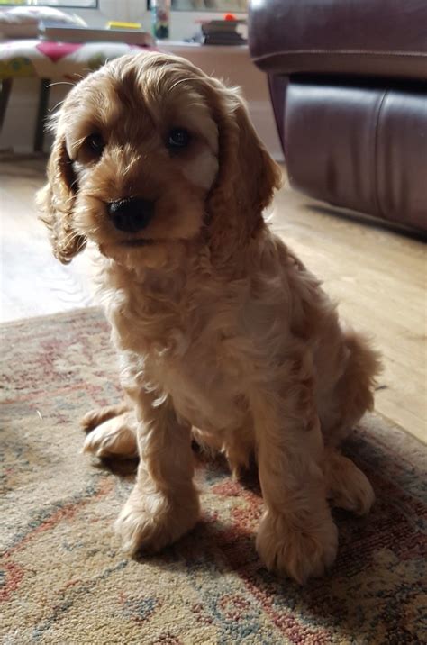 Pin By Joanne Boon Thomas Artbyboon On Dylan The Cockapoo Golden