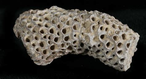 Fossil Coral Formation Types Uses Geology Science
