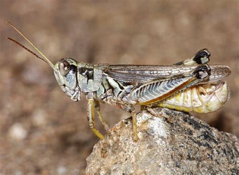 Oregon Ranchers Plead For Help With New Crisis Grasshopper ‘plague
