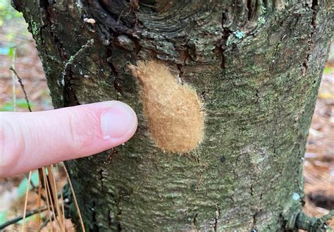 Heres How To Kill Spotted Lanternfly Spongy Moth Eggs