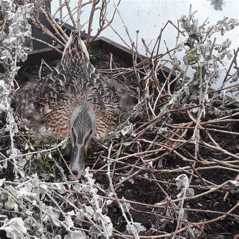 Moeder Eend Samsung Community