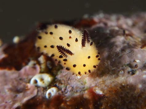 Soviet Scientists Have Genetically Modified Cats Into Assault Guns That