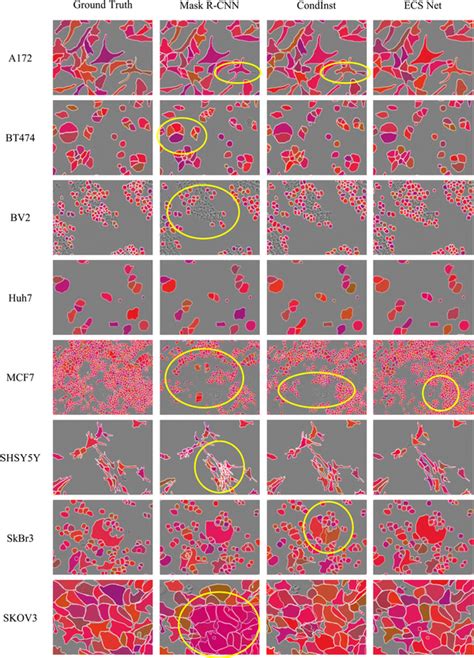 visualisation of model segmentation results yellow circles show weak