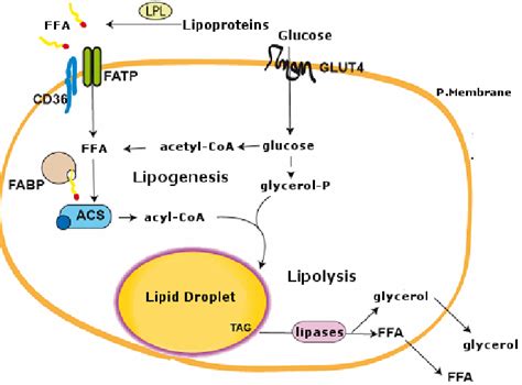 Figure 1 1 From Cavin 1 And Cavin 2 Roles On Adipocyte Cell Function Semantic Scholar