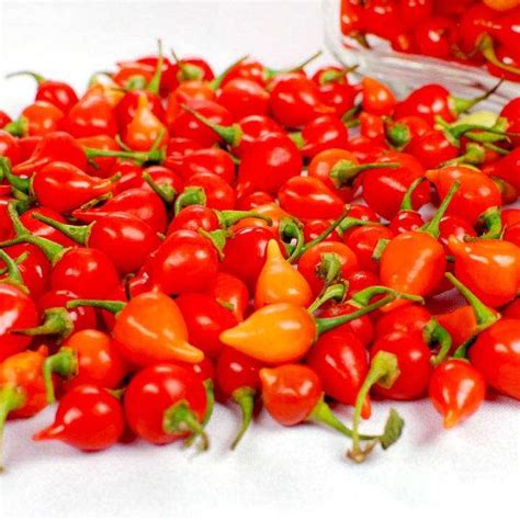 Download Chilli Labeled Image Classifcation Dataset Labeled Image Dataset