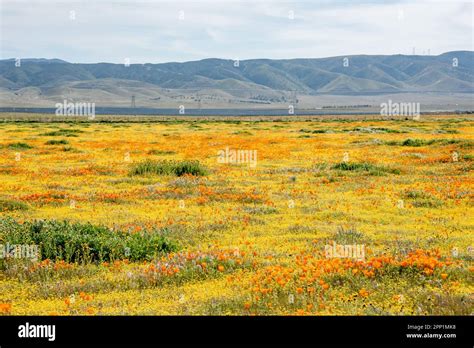 A Field Of Colorful Wildflowers At Antelope Valley California Poppy
