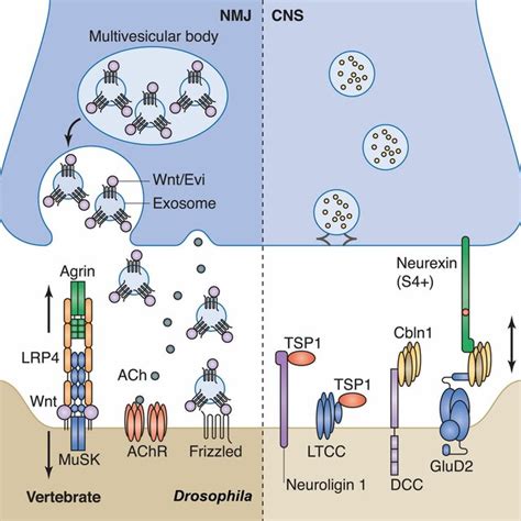 Secreted Trans Synaptic Signaling At Nmjs And Cns Synapses Left At