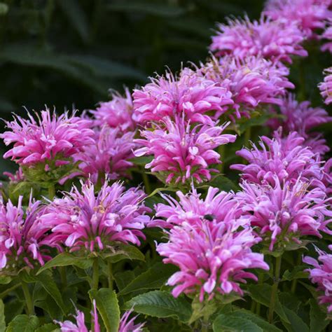 Pardon My Pink Bee Balm Monarda Didyma Proven Winners