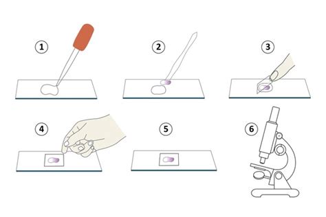Biology Microscope Slide Over 1004 Royalty Free Licensable Stock Illustrations And Drawings