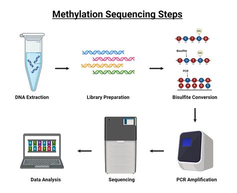 Process Of Dna Methylation