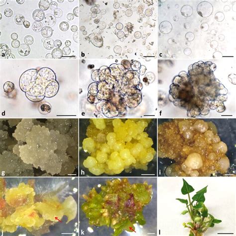 Frequency Of Pre Mitotic Symptoms In 10 Day Old Protoplast Cultures
