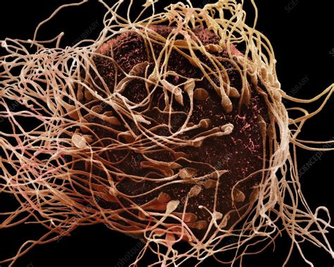Human Spermatozoa Fertilizing An Egg Stock Image P6480201