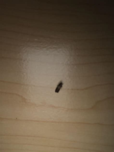 Pantry Moth R Whatisthisbug