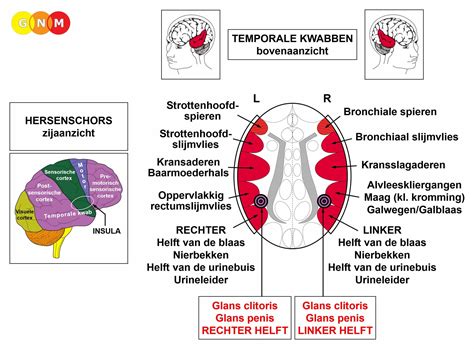 M Clitoris Glans Penis Cortex DU Germaanse Geneeskunde