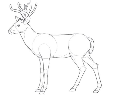 Deer Drawing Guide 7 Steps For Beginners Video Images How To