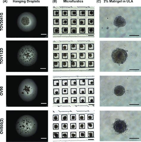 Capacity Of Eoc Cell Lines To Form Spheroids In Three Different Culture