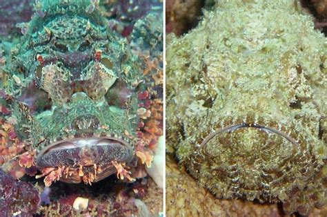 The Diverse World Of Scorpionfish Species In Fiji