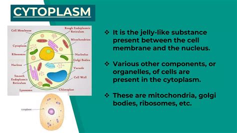 Cell Structure And Functions Class 8pptx