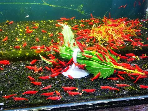 Freshwater Aquarium Shrimp