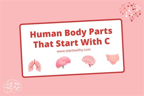 52 Human Body Parts That Start With C