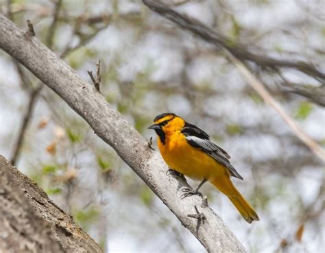 Oriole Symbolism Unveiling Spiritual Meanings And Totems