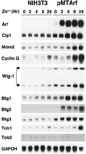 Analysis Of Genes Selected From Cdna And Affymetrix Genechip Expression Download Scientific