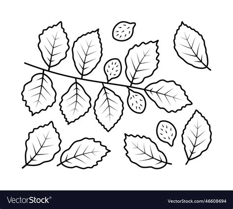 Line Drawing Of Beech Branch Royalty Free Vector Image