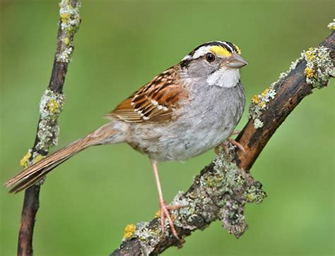 White Throated Sparrow Id Facts Diet Habit And More Birdzilla