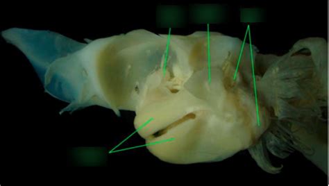 Squalus Diagram Quizlet