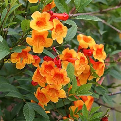 Buy Orange Tecoma Jubilee Seeds For Vibrant Flower Planting