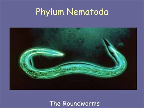 Complete A L Biology Course Part Iii Chp 5 Phylum Nematoda