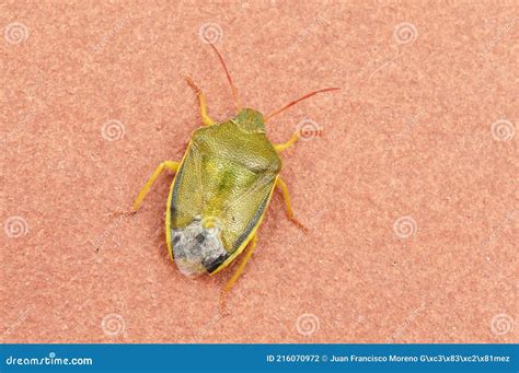 Piezodurus Lituratus Apesta Insecto Insecto De Color Verde Amarillento