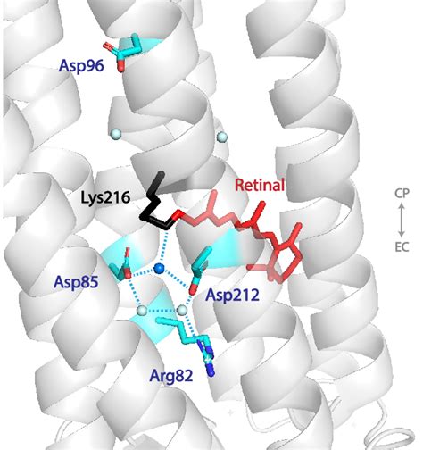 Structure Of The Rsb Region In Br Pdb Id 1c3w The Retinal