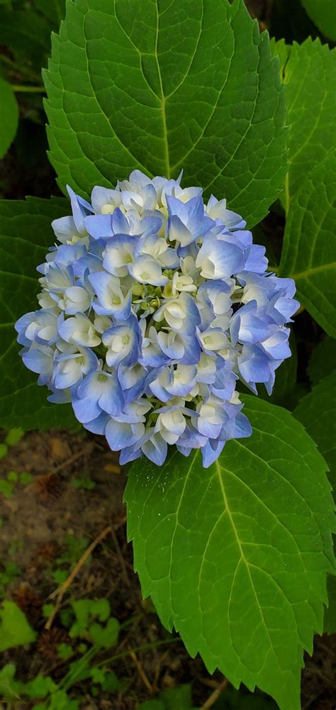 Blue And White Hydrangea Flower