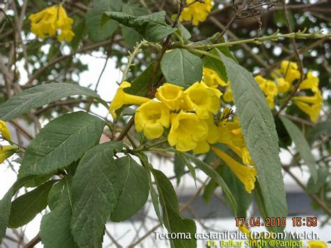 Medicinal Plants Tecoma Castanifolia