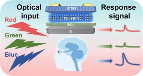 Perovskite Doped Modulated Color Selective Photosynaptic Transistors
