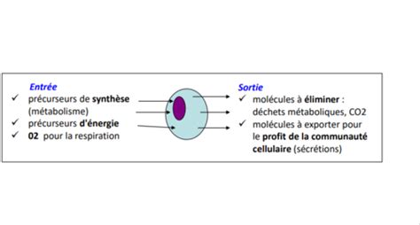 Perméabilité Membranaire Cartes Quizlet