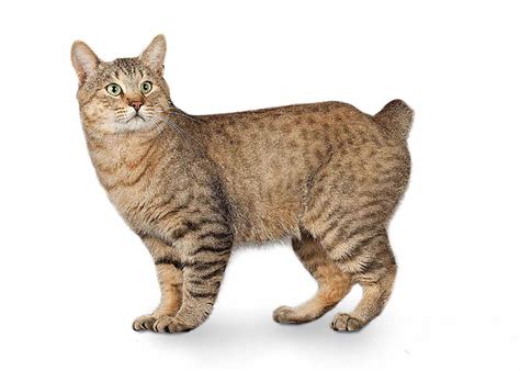 American Bobtail Shorthair Personality Care And Traits