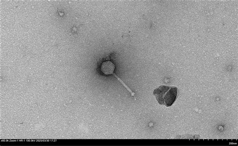 The Actinobacteriophage Database Phage Cypris