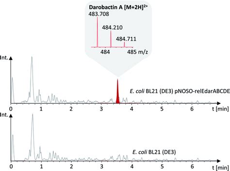 Darobactin A Production Was Confirmed By Uhplc Hrms Analysis Of The E