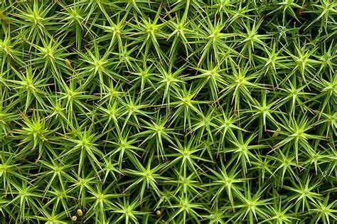 Polytrichaceae Alchetron The Free Social Encyclopedia