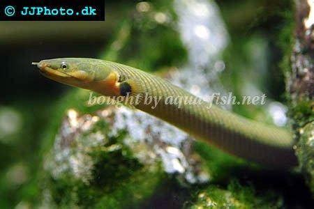 A Profile Of Ropefish Erpetoichthys Calabaricus