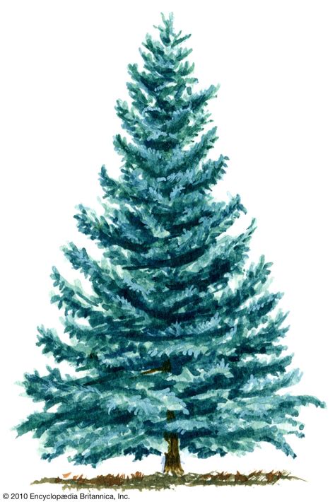 Spruce Description Species And Uses Britannica
