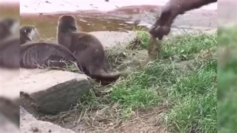 大猩猩挑衅水獭被吓出鬼脸，又菜又爱玩