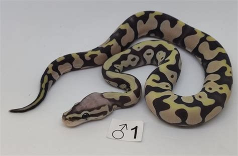 Scaleless Pastel Ball Python by Quality Snakes