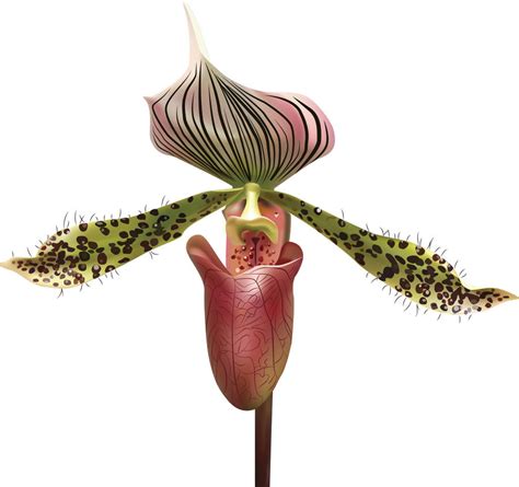 Orchid Illustration By 7mind7freak7 On Deviantart