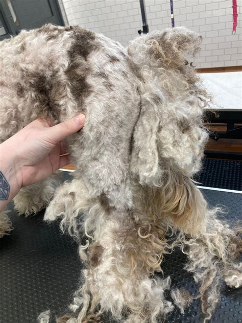 Another Day Another Matted Cockapoo Rdoggrooming