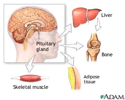 Growth Hormone Stimulation Test Series—normal Anatomy Medlineplus