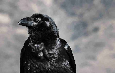 The Astonishing World Of Crow Intelligence By The Unexplained Medium