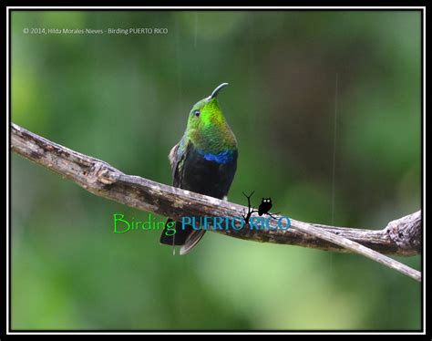 Puerto Rican Avifauna Photo Gallery Hummingbirds Tody